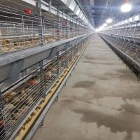 China Hot Galvanized Battery Cage Poultry Drinking System 3-8 Tiers 102-272 Birds for sale