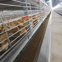 China Automatic H Type Battery Cage Poultry Drinking System - 3 to 8 Tiers, 85×62.5×50 cm Cells, 312.5 cm² per Bird for sale