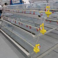 China A Type Broiler Chicken Cage 61x50x44 cm Automatic Feeding System Hot Dip Galvanized for sale
