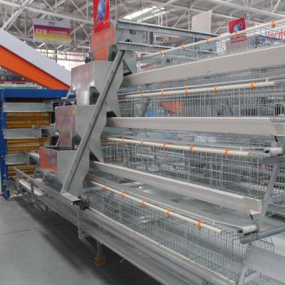 Chine 128 Birds A Type Layer Chicken Cage Installation Provide à vendre