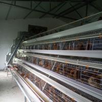 China A Type Layer Poultry Cage 3 4 Tiers with Full Automatic Feeding Machine 120 160 Birds for sale