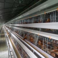 China A Type Automatic Poultry Cage Layer Chicken Wire Mesh for sale