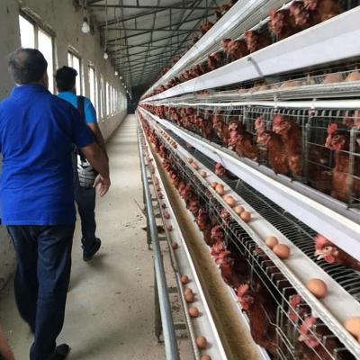 China Ladder Type Chicken Laying Eggs Cage Cold And Hot Galvanized for sale