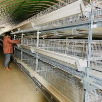 China H Type 5 Layer Automatic Layer Battery Cage 180x200x260cm for 120 Birds for sale