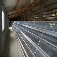 China A Type 4 Tiers 160 Birds Layer Chicken Poultry Cage Automatic Ventilation Cooling System for sale