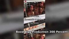 Fully Automatic Layer Chicken Cage System for Poultry Farms