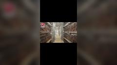 Double Poultry Farm Capacity with H Type Battery Cages