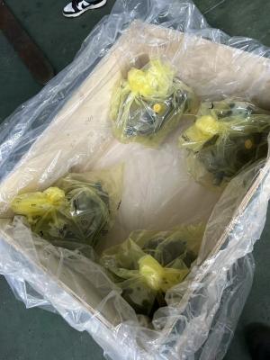 中国 レックスロス A10VSO140DR 高圧水力ポンプ 315バー 販売のため