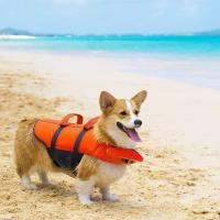 China Safe & Durable Dog Float Coat Life Jacket with One Rescue Handle for sale