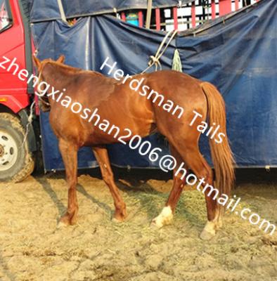 China Real horse hair tail extensions with natural tapered bottom and blunt cut bottom for sale