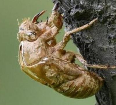 China Chan Tui (Periostracum Cicadae),Cicada Slough,East medicine for sale