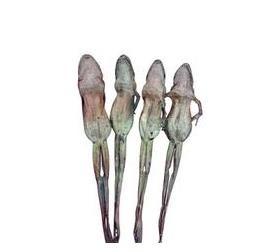 China Xia Ma (Paddy Frog),chinese medicine for sale