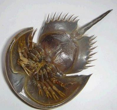 China Hou Rou(Limulus meat),chinese medicine for sale