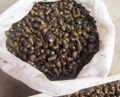 China Luo Si (Spiral Shell),traditional chinese medicine,Cipangopaludina chinensis Gray for sale