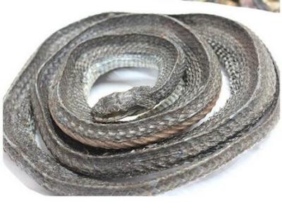 China Wu Shao She ,Garter Snake,Zaocys,traditional chinese medicine for sale
