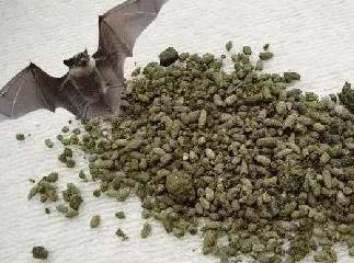 China Ye Ming Sha (Bat's Dung),traditional chinese medicine,Faeces Vespertilionis for sale