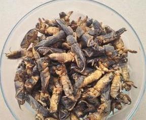 China traditional chinese medicine,Lou Gu (Mole Cricket),dry Gryllotalpa for sale