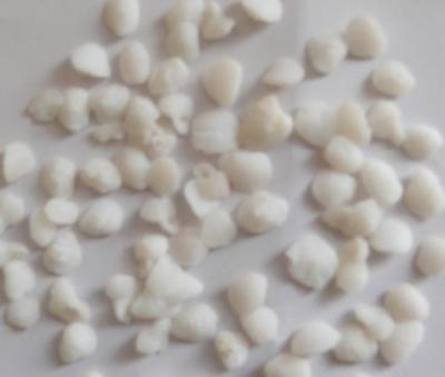 China Yellow Croaker Ear-stone Asteriscus Pseudosciaenae,Yu nao shi,chinese medicine for sale