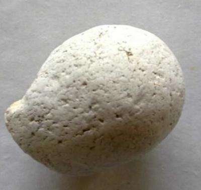 China Traditional chinese medicine,Gou Bao ,Dog Cystolith for sale
