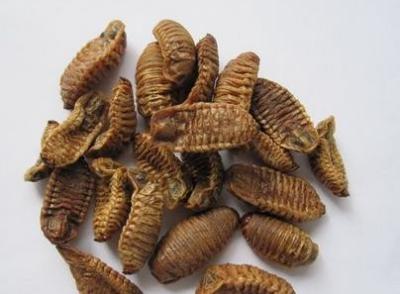 China Traditional chinese medicine,/White Grub/qi cao for sale