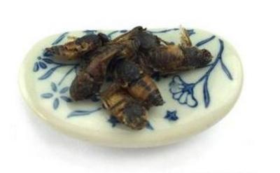 China Traditional chinese medicine,Meng Chong (Gadfly)/Tabanus for sale