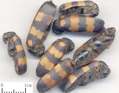 China Traditional chinese medicine,Ban Mao (Large Blister Beetle)/dry Mylabris for sale