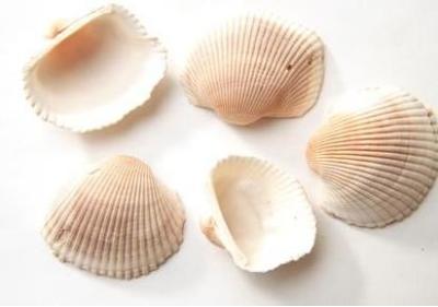 China Traditional chinese medicine,Wa Leng Zi/Ark Shell/Concha Arcae shell for sale