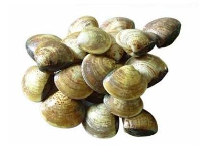 China Traditional chinese medicine,Ge Qiao (Concha Meretricis seu Cyclinae)/Clam Shell Ge Ke for sale