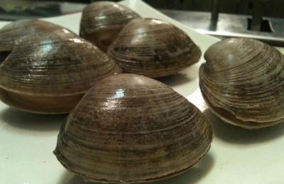 China Traditional chinese medicine,Xian Ke (Corbicula Shell) for sale