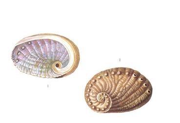 China Concha Haliotidis/Abalone Shell/Traditional chinese medicine,Shi Jue Ming/tcm for sale