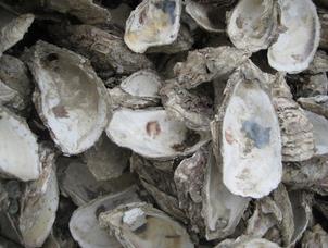 China Traditional chinese medicine,Mu Li ke (Concha Ostreae)/Oyster Shell for sale