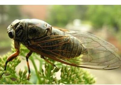 China Traditional chinese medicine,Zha Chan (Cicada) for sale