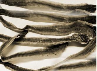 China Traditional chinese medicine,Di Long (Pberetima)/dry Lumbricus for sale