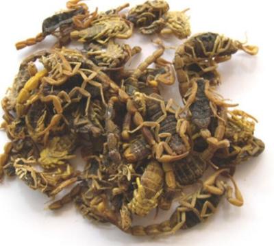 China Traditional chinese medicine,Quan Xie (Scorpion)/dry Scorpion for sale
