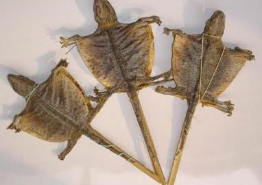 China Traditional chinese medicine/Ge Jie /Gecko /Tokay for sale