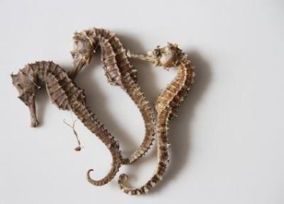 China dry Sea Horse/ Hippocampus/Yang tonics/Traditional chinese medicine/Hai Ma for sale