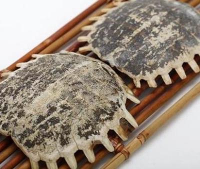 China Carapax Trionycis/shell of Trionyx sinensis Wiegmann/Yin tonics/nourish yin/Traditional chinese medicine/Bie Jia for sale