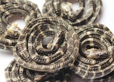 China dry Bungarus Parvus; Small Multibanded Krait; multibanded krait;Jin qian bai hua she/Traditional chinese medicine for sale