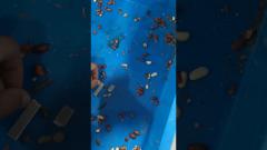 Машина еды кс Рэй управлением программного обеспечения для обнаруживать загрязняющие елементы постороннего вещества