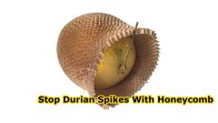 Custom Honeycomb Paper Sleeves for Durian Protection