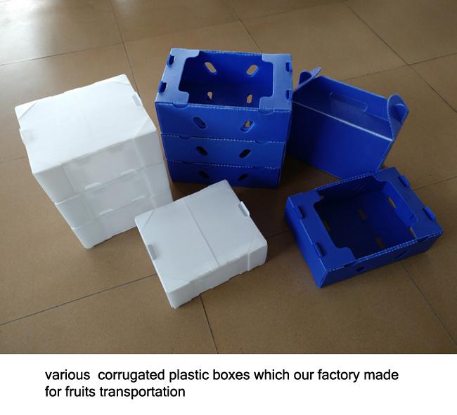 corflute sheets boxes for fruit and vegetables