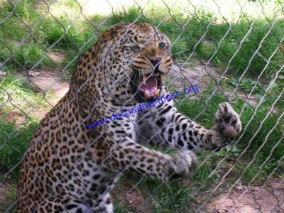 China animal fence, zoo mesh,leopard cage for sale