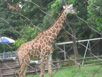 China Monkey cage, animal cage, cable cage-stainless steel rope mesh for sale