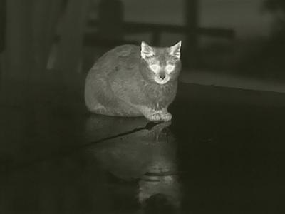 Cina Clip infrarossa dello zoom di IP67 2× su portata termica dell'arma in vendita