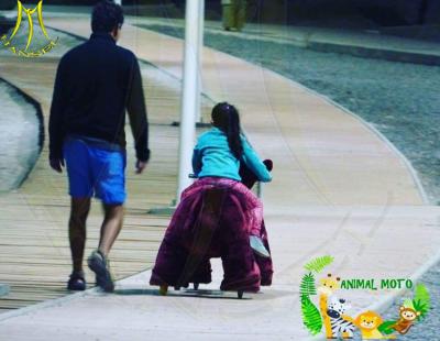 China Hansel  safari rides for mall coin plush animal toy scooter kids battery powered animal bikes for sale