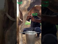 Automatic Cow Milk Cluster Group Remove Flow Sensor, Cow Milking Parlor Parts