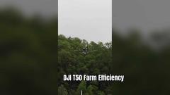 DJI T50 Drone Test Flight Agricultural Spraying Spreading