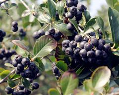 China Black Chokeberry Extract  Anthocyandins 10%,25%   Dark violet fine powder    anti-aging for sale