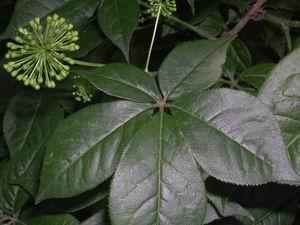 China Siberian Ginseng Extract, Eleutherosides(B＋E) 0.8% 1.2%, Antifatigue, Enhancing Immunity, Shannxi Yongyuan Bio-Tech for sale