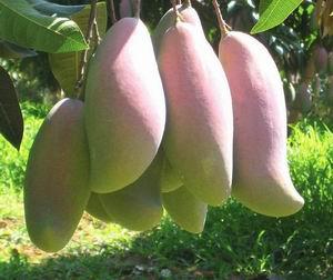 China Wild Mango Extract  10:1 TLC, help weight losing, anti-diabetic,help enhance immunity, Shaanxi Yongyuan Bio-Tech for sale